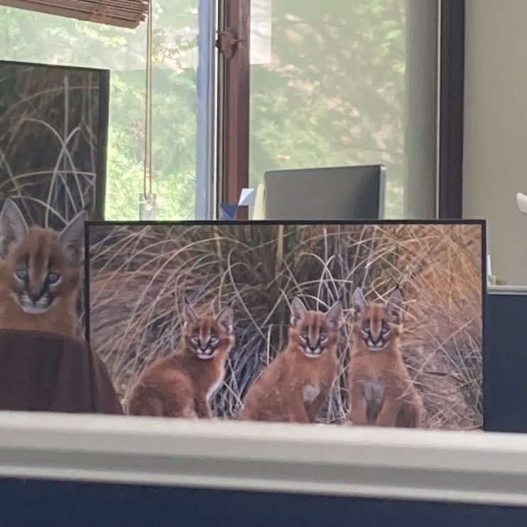 애플워치삼 : 네이버 블로그