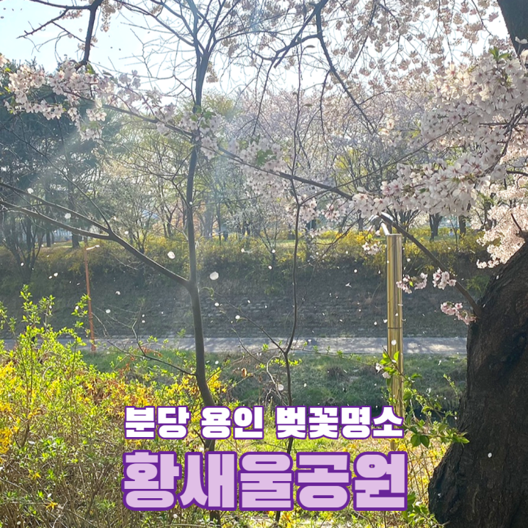분당 용인 벚꽃명소 황새울공원주차꿀팁 네이버 블로그