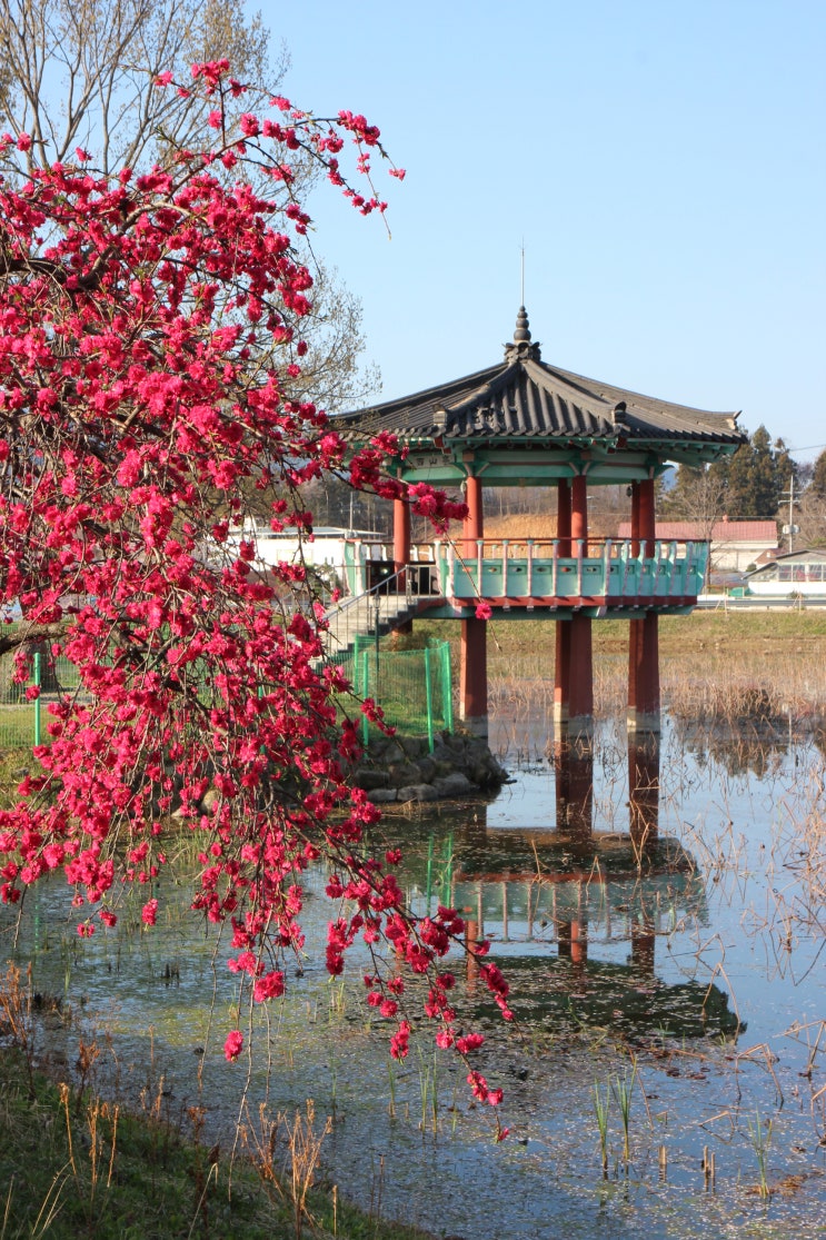 홍도화, 곡성 죽동방죽의 복숭아 꽃 풍경 : 네이버 블로그