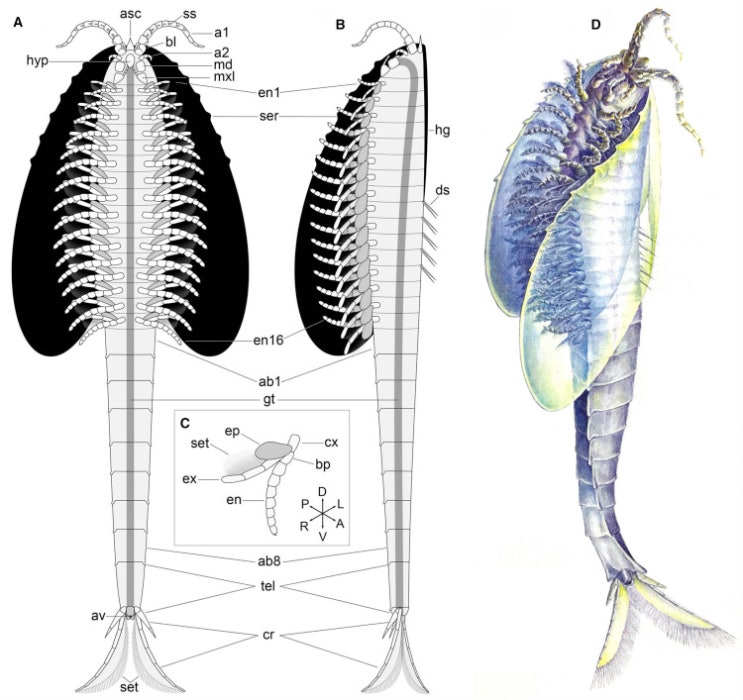 생물의 역사 (49) - 범갑각류Pancrustacea : 네이버 블로그