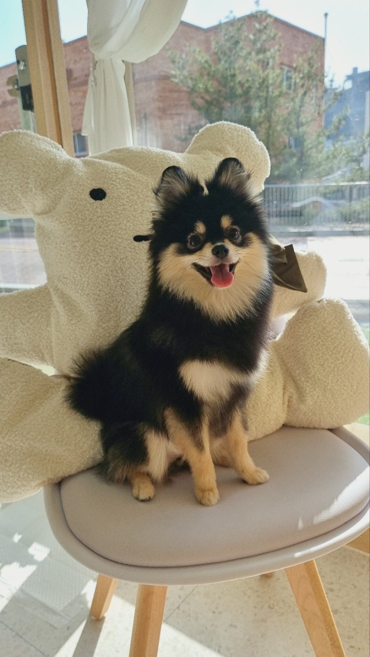 서울 애견미용 추천) 창신역 근처 꼼꼼 미용샵 “사계절몽” : 네이버 블로그