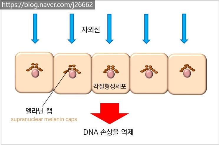 멜라닌소체가 각질형성세포로 운반되는 과정과 핵상멜라닌캡(supranuclear melanin caps) : 네이버 블로그