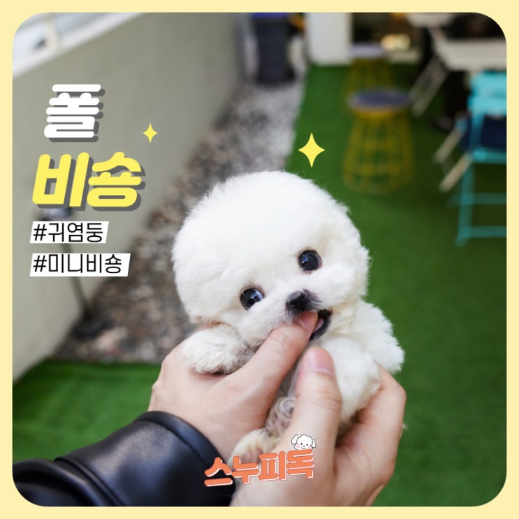 비숑프리제 폴 남자 서울강아지분양 강남강아지분양 신사역 강아지분양신사애견샵서울애견샵비숑프리제분양비숑분양미니