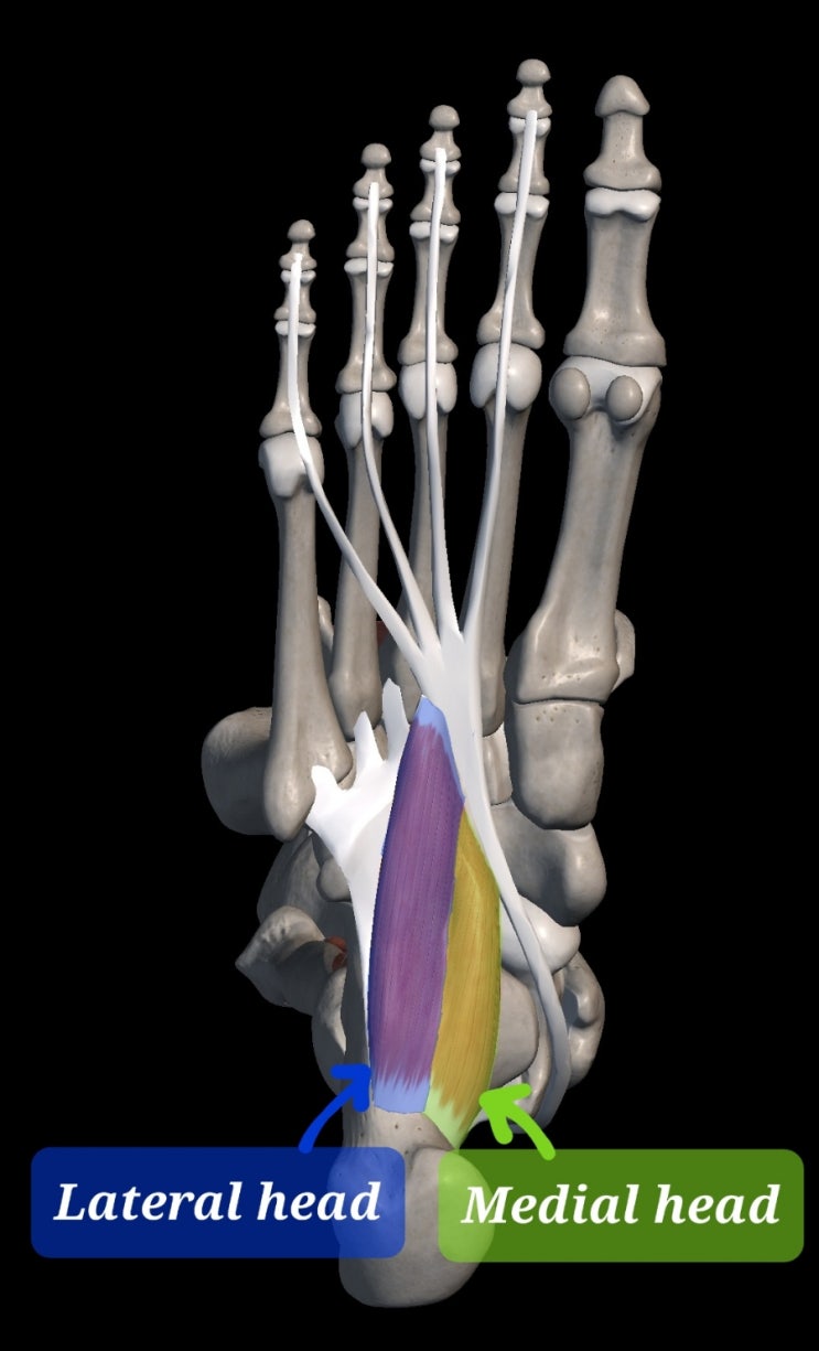 Quadratus Plantae / Flexor Accessorius (족저방형근, 발바닥네모근) : 발뒤꿈치 통증 : 네이버 블로그
