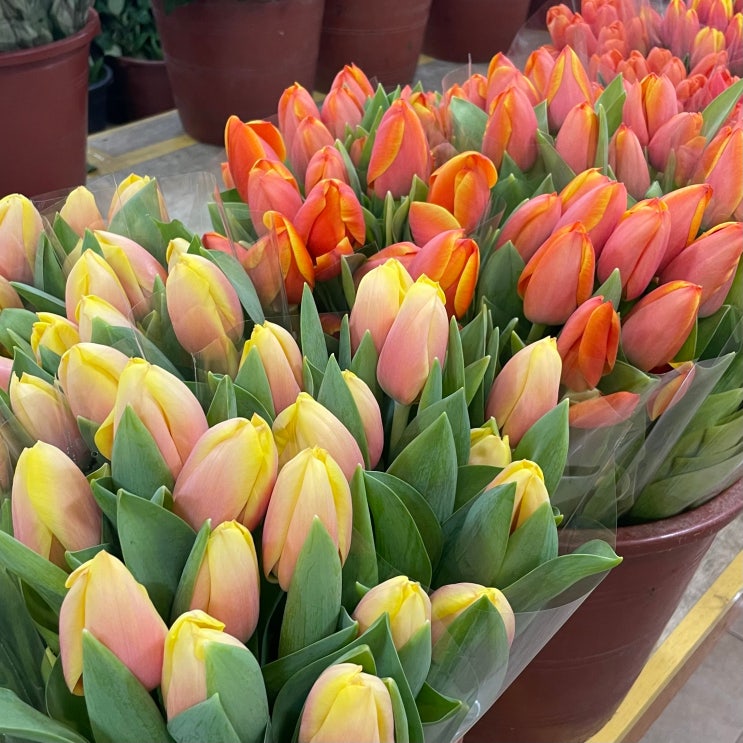 청주 꽃 시장 꽃 도매시장 충청꽃백화점 : 네이버 블로그