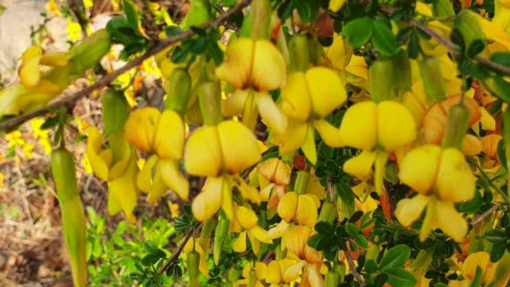 211.신경통ㆍ관절염에 효과가 뛰어난 골담초를 알아볼까요.-재쑥ㆍ소리쟁이 : 네이버 블로그