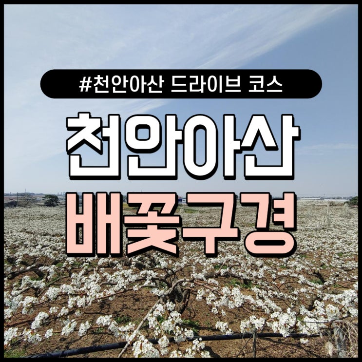 천안 아산 드라이브 코스로 가볼만한곳 성환 배꽃 구경 네이버 블로그