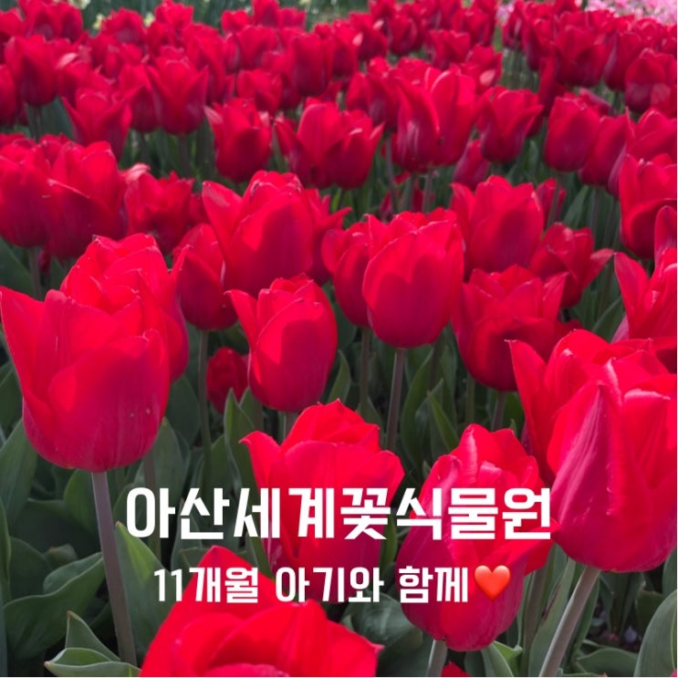 천안 근교 아산세계꽃식물원 유모차 끌고 아기랑 가볼만한 곳 네이버 블로그