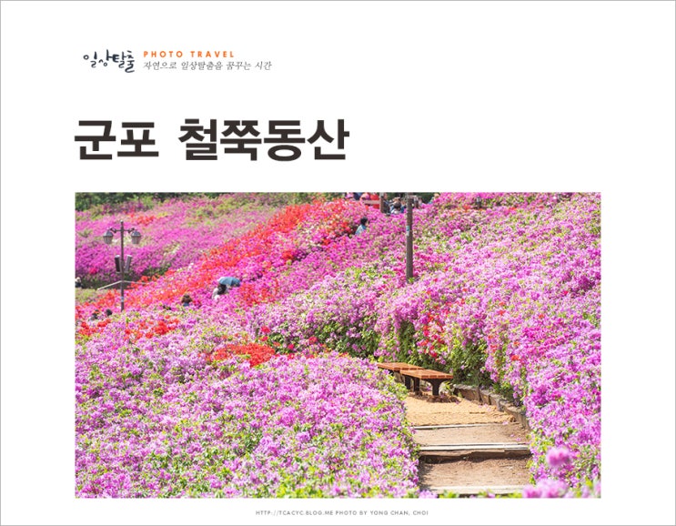 서울근교 공원 군포 철쭉동산 철쭉축제 없어도 봄꽃 구경 경기도 피크닉 야외 나들이 네이버 블로그