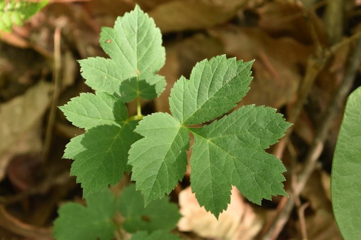 고급 산채 어수리 효능 : 네이버 블로그