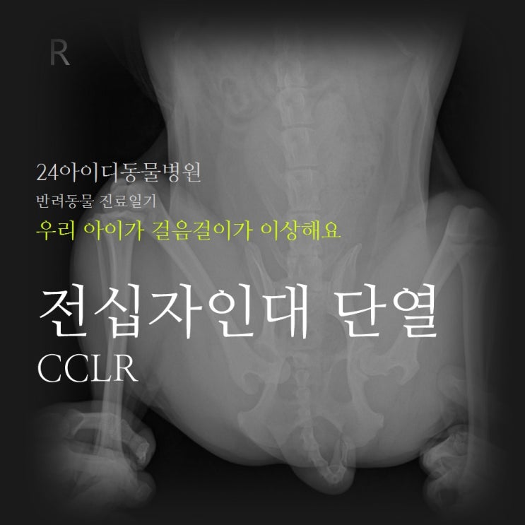 강아지 전십자인대 단열 / CCLR, Cranial Cruciate Ligament Rupture : 네이버 블로그