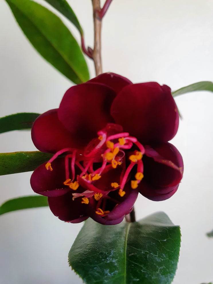 흑동백 : 네이버 블로그