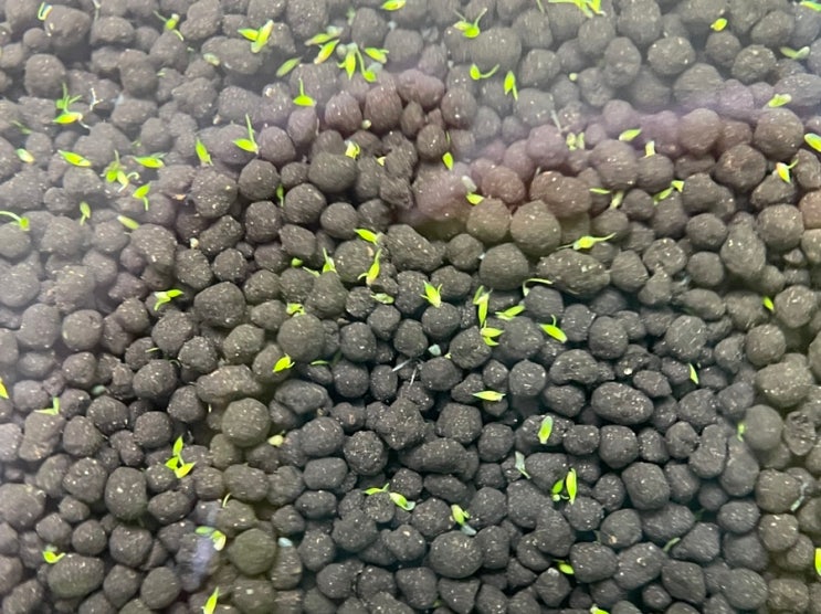 25)레이스 플랜트 아기 새싹 성장중이에요~!! 아포노게톤 마다가스카렌시스 헨켈리아누스 : 네이버 블로그