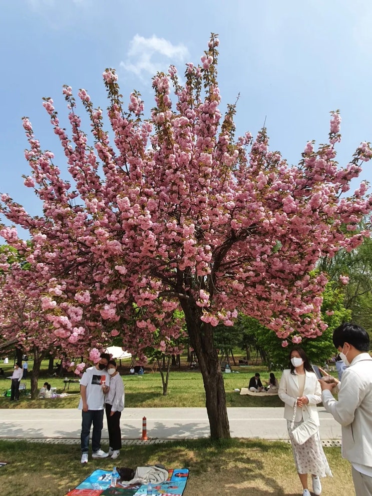 하남 겹벚꽃 명소 하남 미사경정공원 위치 And 주차장 즐길거리조정 자전거 벚꽃 종류겹벚꽃 벚꽃 구경 먹거리매점