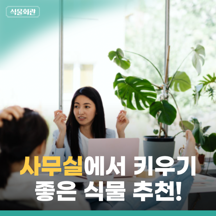 사무실 식물 사무실에서 키우기 좋은 식물은 어떤게 있을까 네이버 블로그