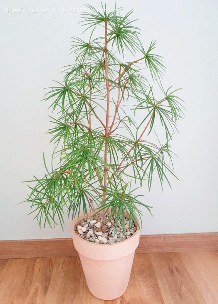 금송 키우기 1년 성장 일지 : 네이버 블로그