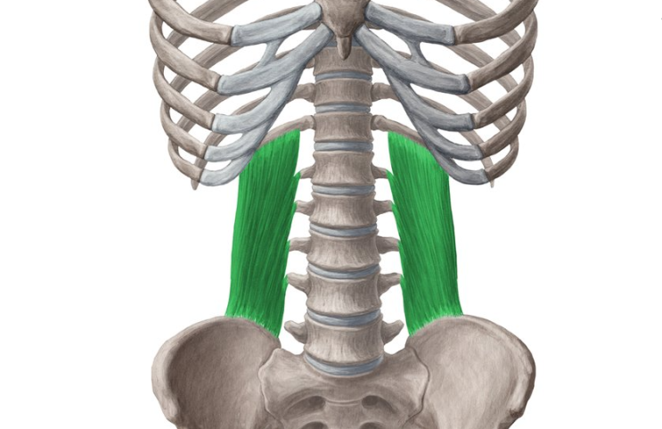요방형근(Quadratus Lumborum) - 분석, 스트레칭, 마사지 : 네이버 블로그
