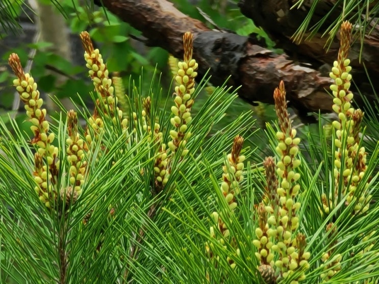 소나무꽃이 피었습니다 : 네이버 블로그