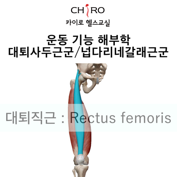 대퇴사둔근군넙다리네갈래근군 기능 해부학 대퇴직근과 운동 네이버 블로그