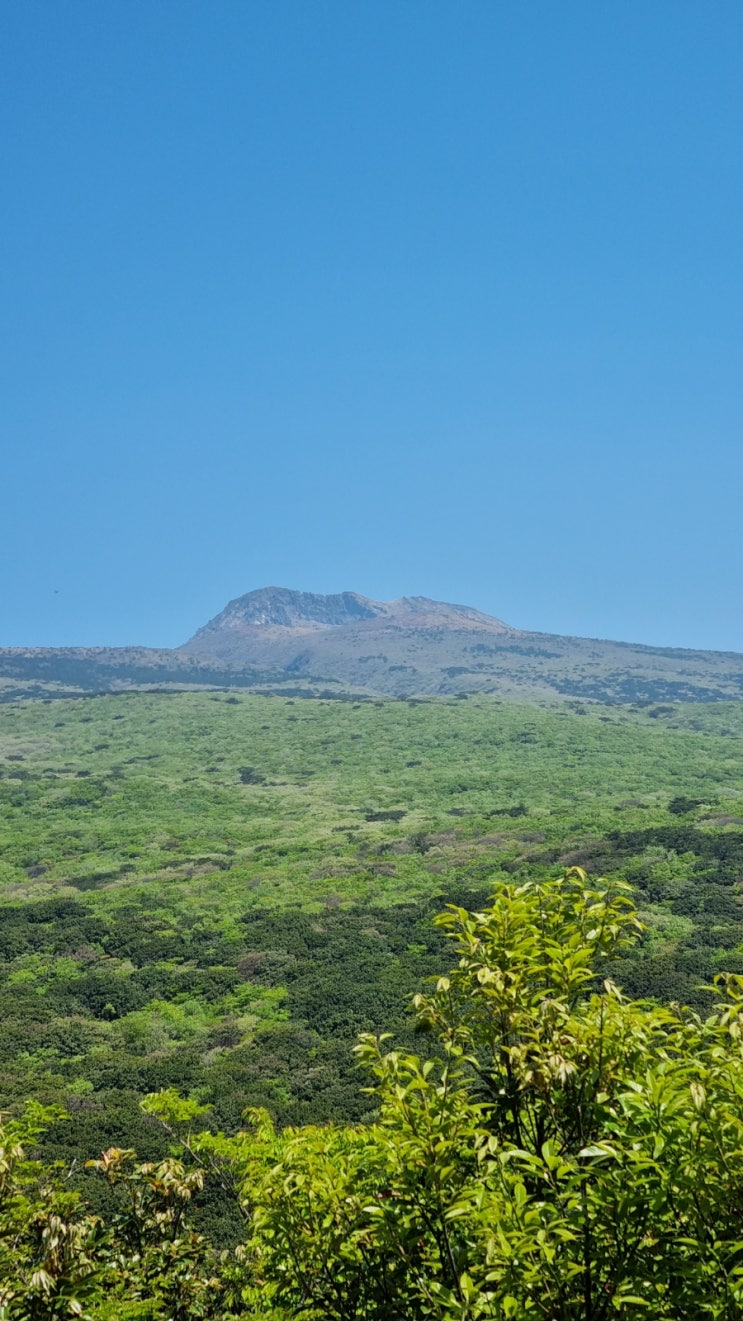 제주 [ 서귀포 치유의 숲 ] 숲길건강 시오름 코스 추천 : 네이버 블로그
