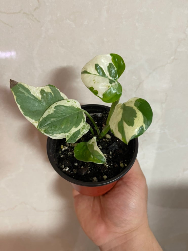 #23 스킨답서스 픽투스 펄앤제이드 (Scindapsus Pictus Pearls & Jade) : 네이버 블로그