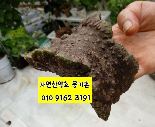 하늘마 열매마의 효능 및 먹는 방법 자연산약초 옹기촌 네이버 블로그