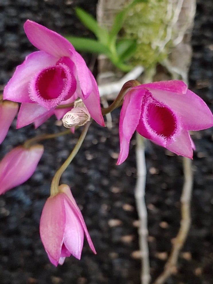Dendrobium nestor "red dragon"(덴드로비움 네스터 "레드 드라곤") : 네이버 블로그