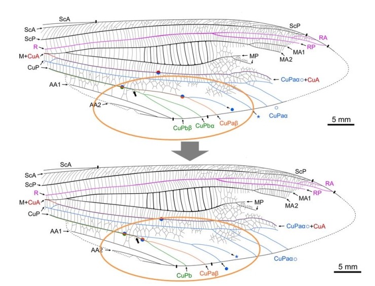 한국의 티타노프테라 (Titanoptera) 뒷이야기 : 네이버 블로그