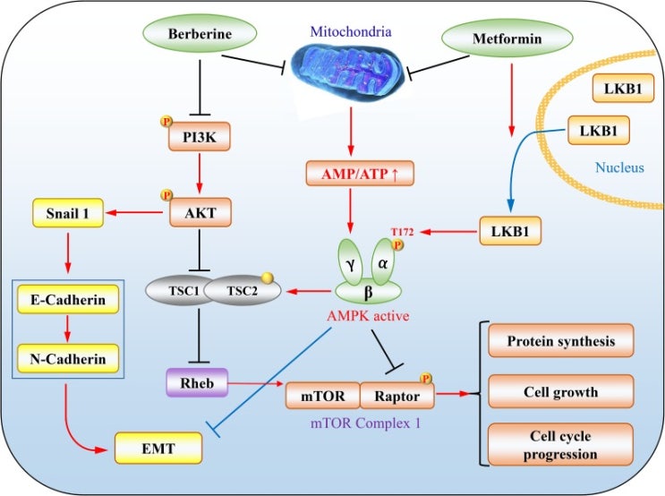 베르베린이 메트포르민을 대체할 수 있을까? : 네이버 블로그