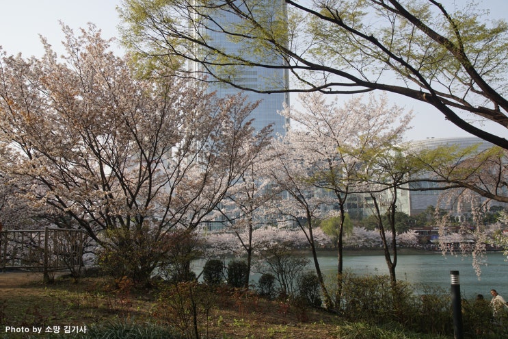 서울 송파구의 벚꽃 나들이잠실 석촌호수 장지천 가든파이브 문정근린공원 네이버 블로그