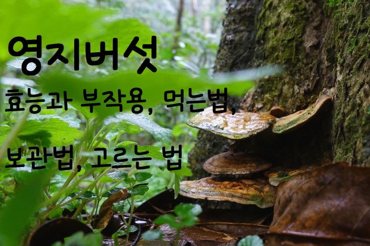 영지버섯 효능과 부작용 먹는 법 보관법 고르는 법 네이버 블로그