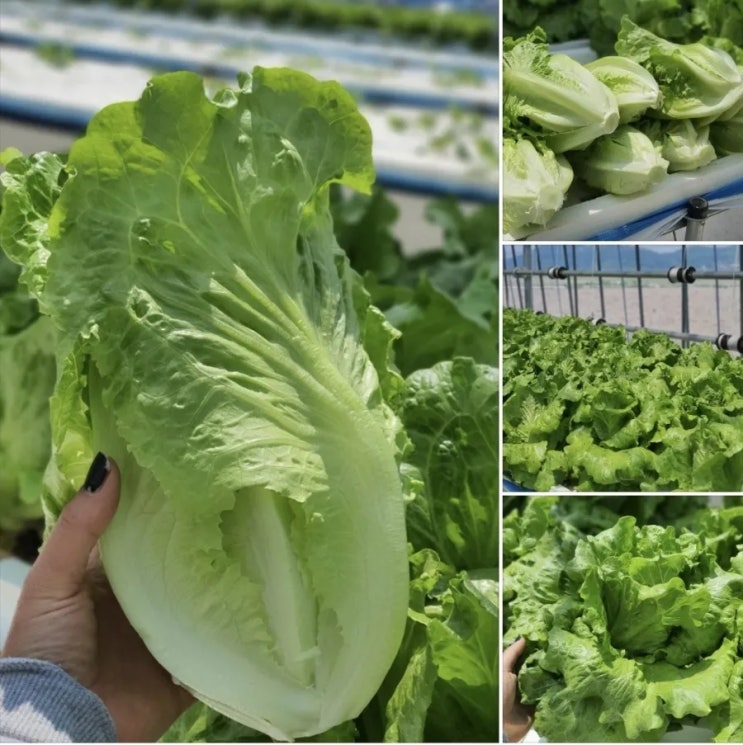 마감 마음을 따뜻하게 적셔줄 ♡♡ 포기생채 1만원무배and할인판매 진행해요 수량소진시 끝내요~20박스만 네이버 블로그