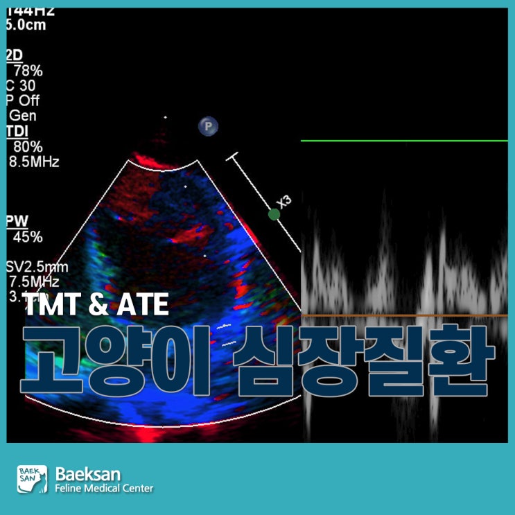 고양이 심장병 및 혈전으로 인한 다리 마비, ATE & TMT 진료 사례 : 네이버 블로그