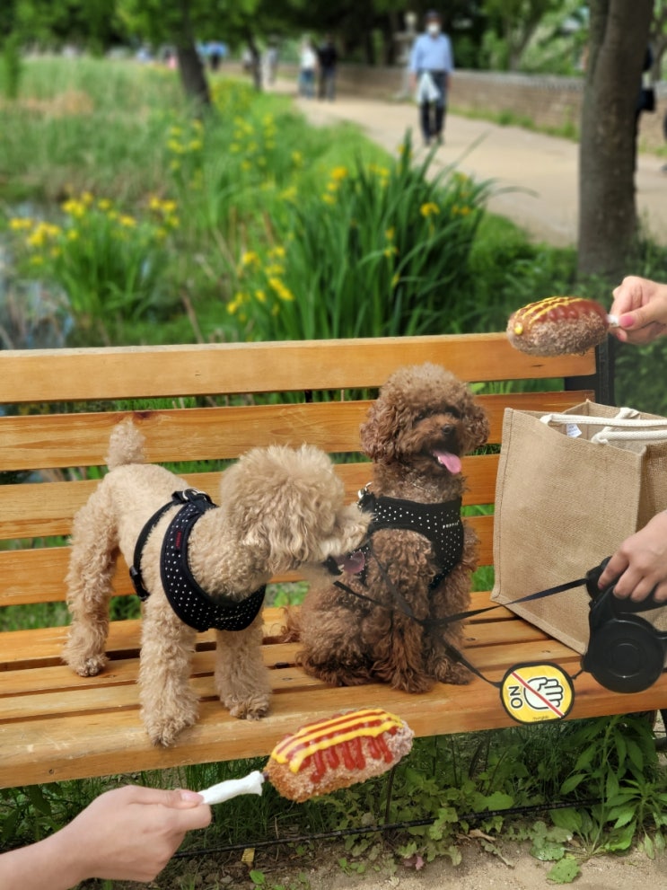 두물머리로 강아지랑 나들이 (feat. keeff아몬드라떼) : 네이버 블로그