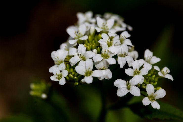 미나리냉이 Cardamine leucantha (Tausch) O.E.Schulz : 네이버 블로그