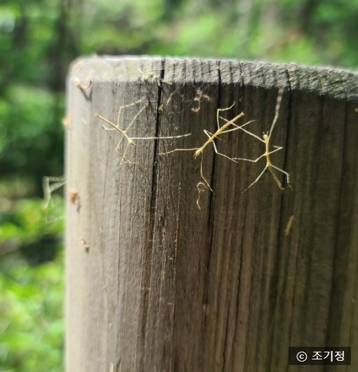 [오늘의 네이처링] 대벌레(Ramulus mikado) : 네이버 블로그