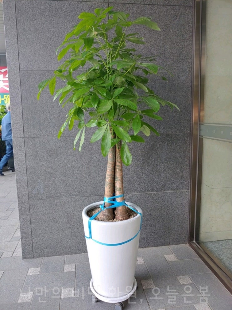 오늘은봄 대전꽃배달 서구 용문동 월평동 정림동 꽃집 당일전국꽃배달 파키라 대전개업화분 집들이선물 거실화분추천 네이버 블로그