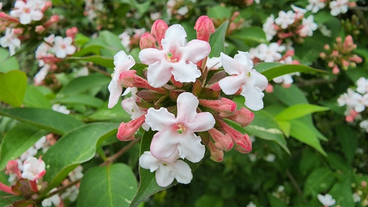 댕강나무, 맹산댕강나무 Zabelia tyaihyonii, Abelia mosanensis , Taihyun’s abelia ...