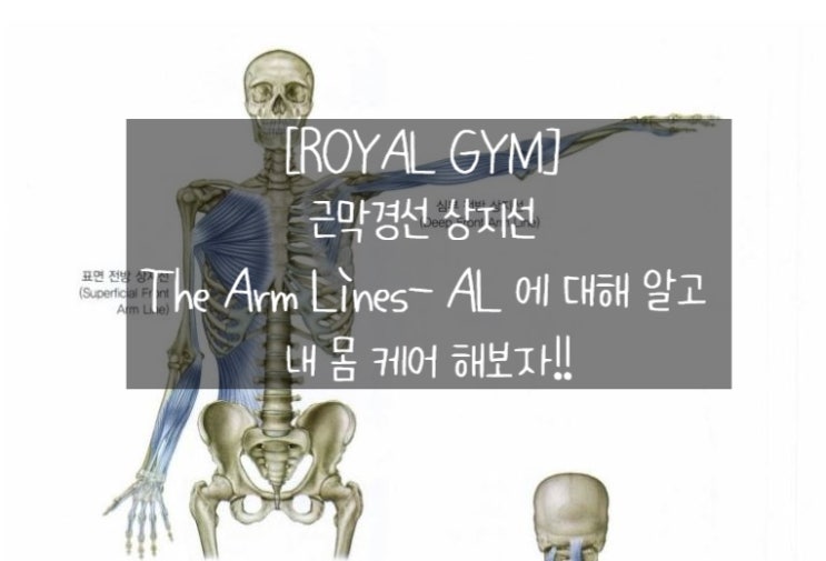 [ROYAL GYM] 근막경선 상지선 The Arm Lines- AL 에 대해 알고 내 몸 케어 해보자!! : 네이버 블로그