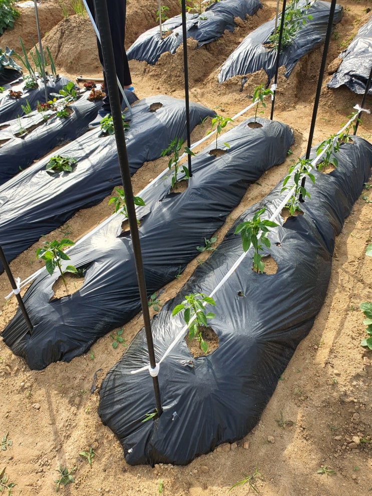 고추대 세우기 , 고추줄치기 했어요. 간단한 줄매기 : 네이버 블로그