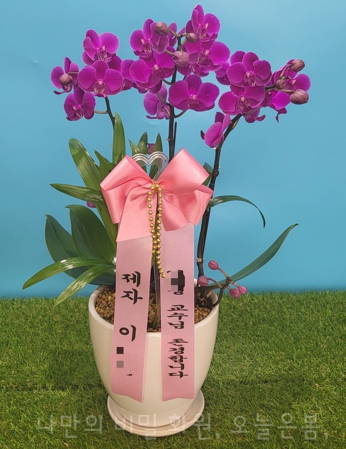 오늘은봄 인천꽃배달 중구 운서동 운북동 을왕동 꽃집 당일전국꽃배달 서양란 호접란 인천화분배달 승진 취임 축하선물 꽃화분찾으시나요
