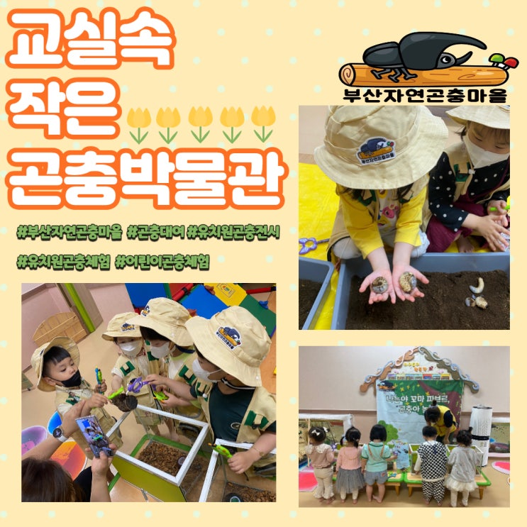 어린이곤충관찰유치원곤충전시 교실 속 작은 곤충박물관 꼬마곤충박사님들 모여라~ 네이버 블로그