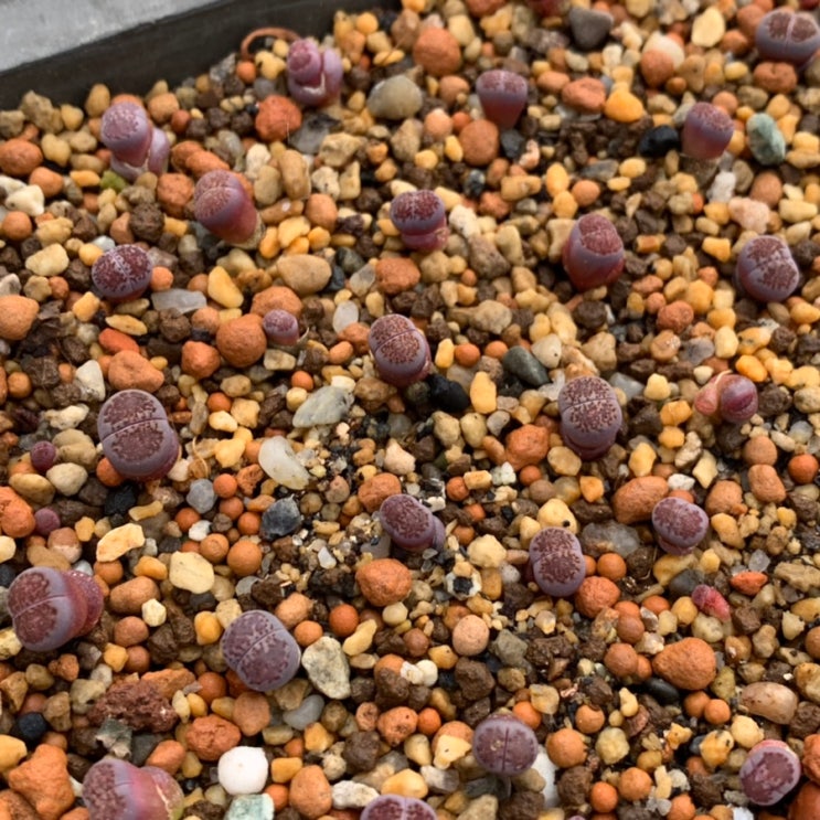 리톱스 레드바이올렛 분갈이 (Lithops julii Red Violet) : 네이버 블로그