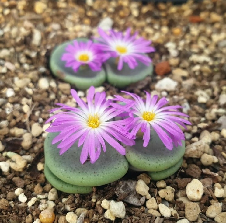 크레터리포름 crateriforme 빠싹 말라갑니다. : 네이버 블로그