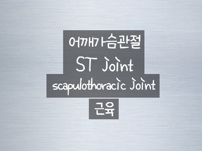 어깨가슴관절 (scapulothoracic joint, ST joint) 근육 : 네이버 블로그