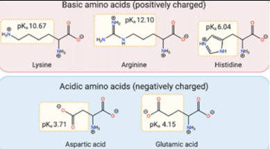 acidic amino acid vs basic amino acid : 네이버 블로그