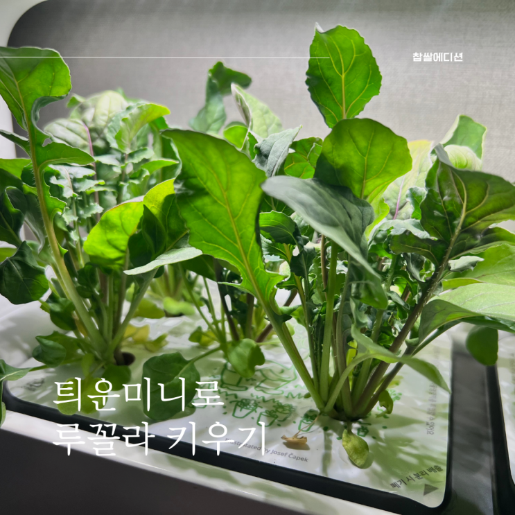 틔운미니로 루꼴라키우기 채소 수경재배기 굿 네이버 블로그