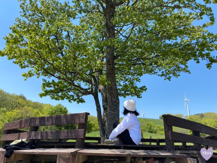 뚜벅이의 평창 대관령 삼양목장 방문기 (가는 방법 / 입장권 싸게 구매하기/스탬프 투어) : 네이버 블로그