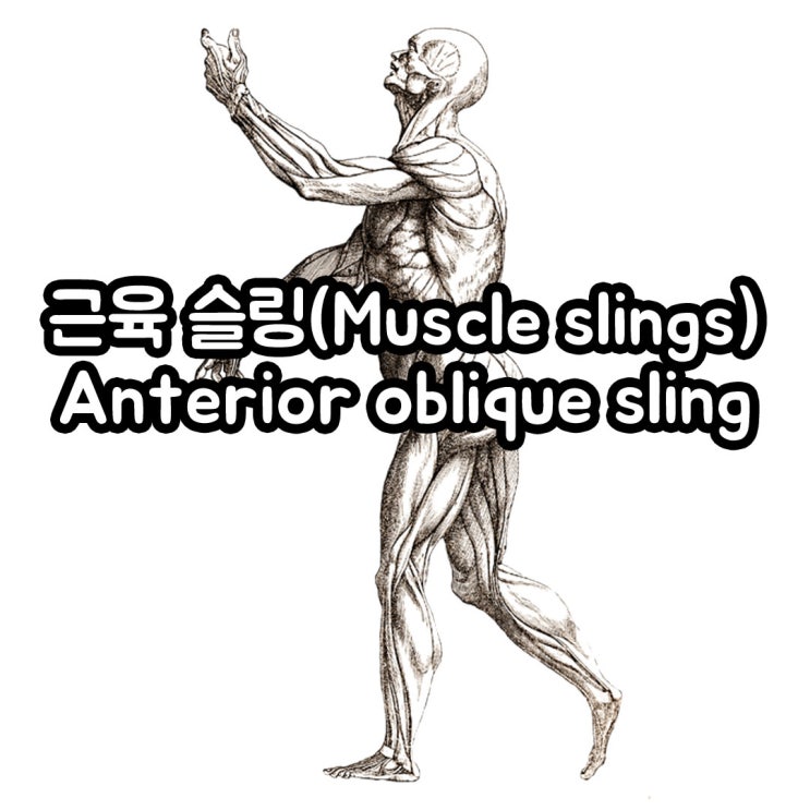 [천안pt, 쌍용동pt] 근육 슬링(Muscle slings) part 3 : 네이버 블로그