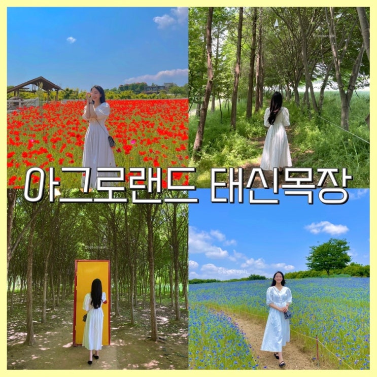 충남 아그로랜드 태신목장 수레국화 양귀비 실시간 개화상황220521♥ 5월 봄꽃여행지 추천 충남여행 추천